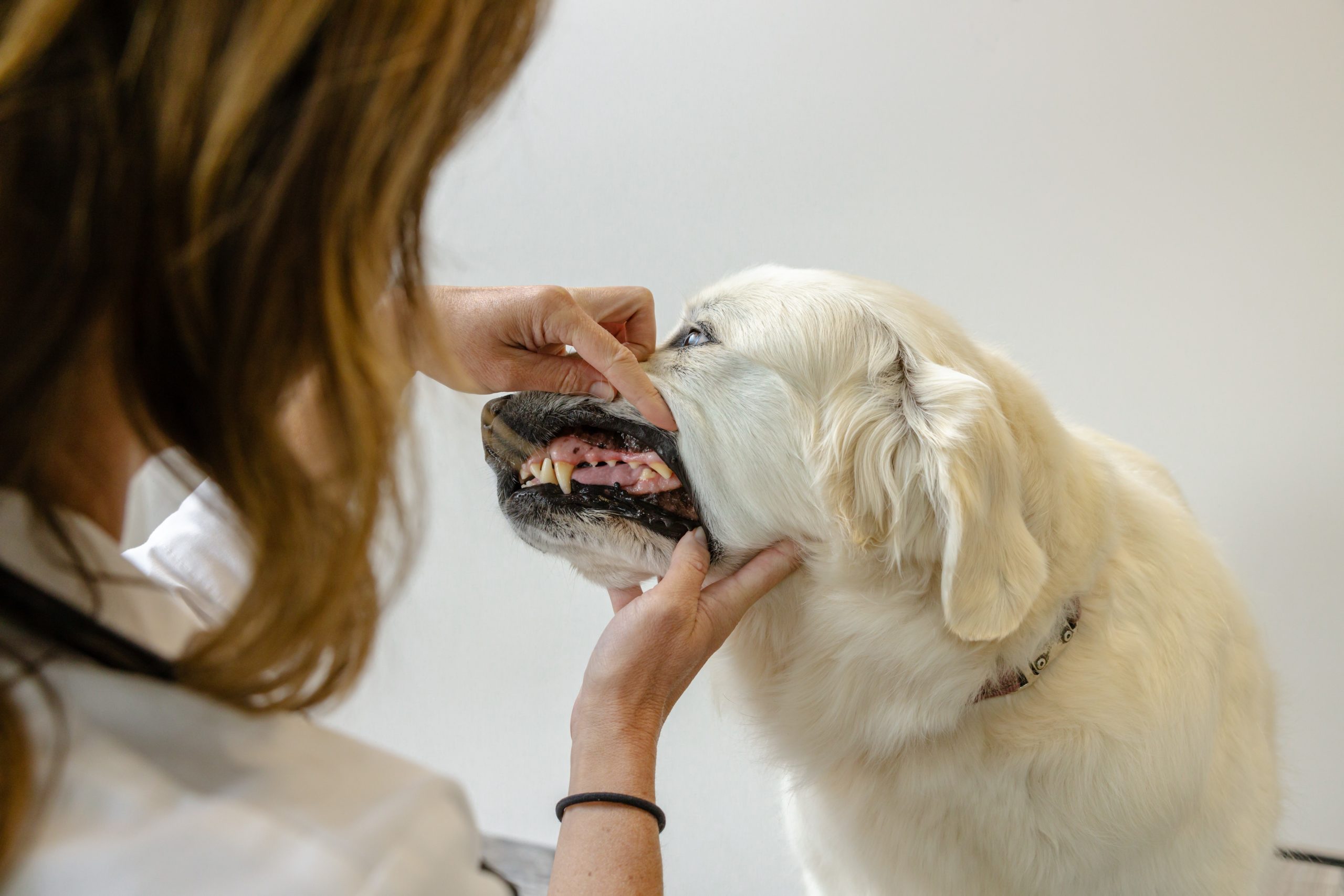 More Than Fresh Breath: Why Dental Health Matters for Pets – Family ...