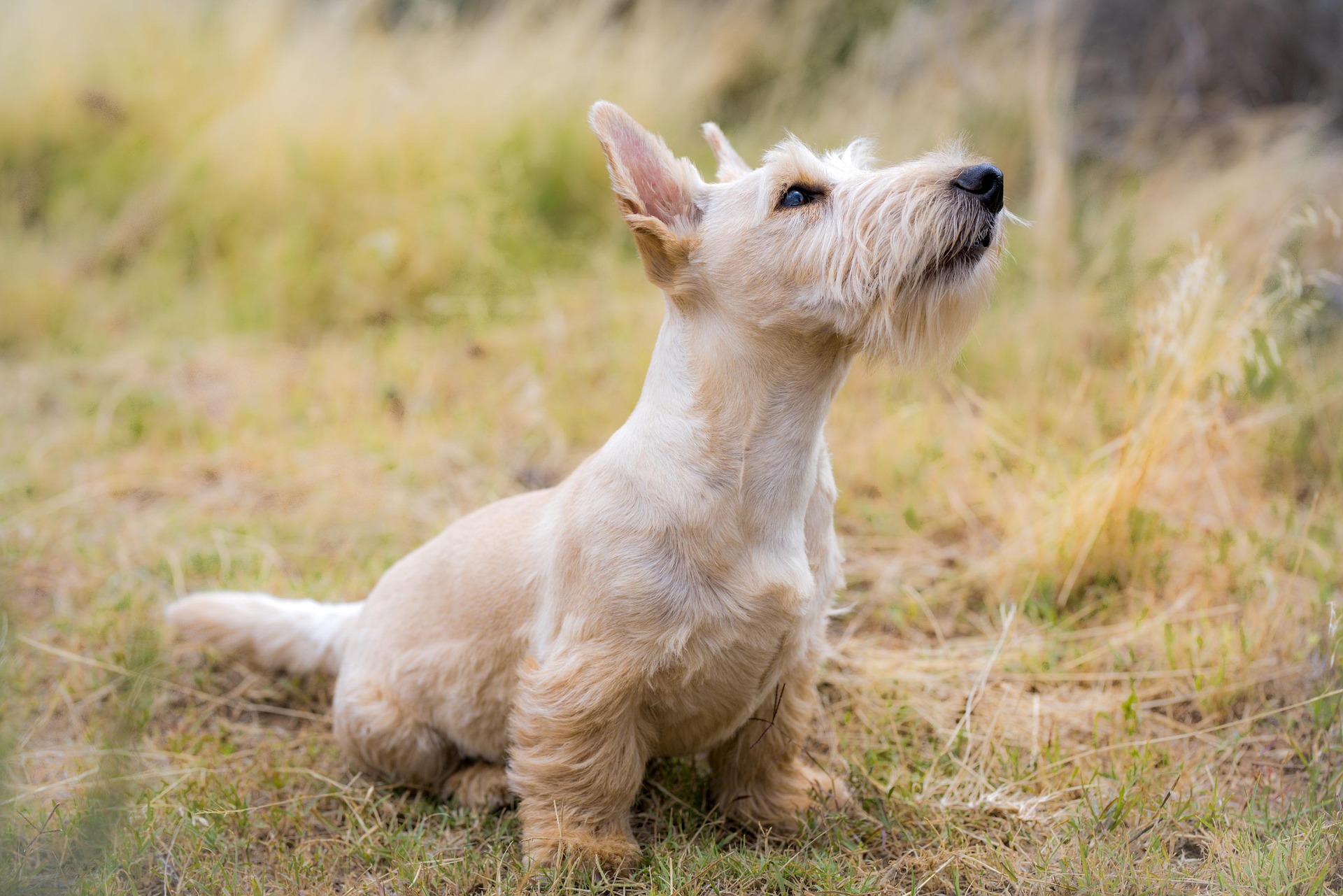 Understanding Diabetes in Pets: Signs, Causes, and Care – Family ...