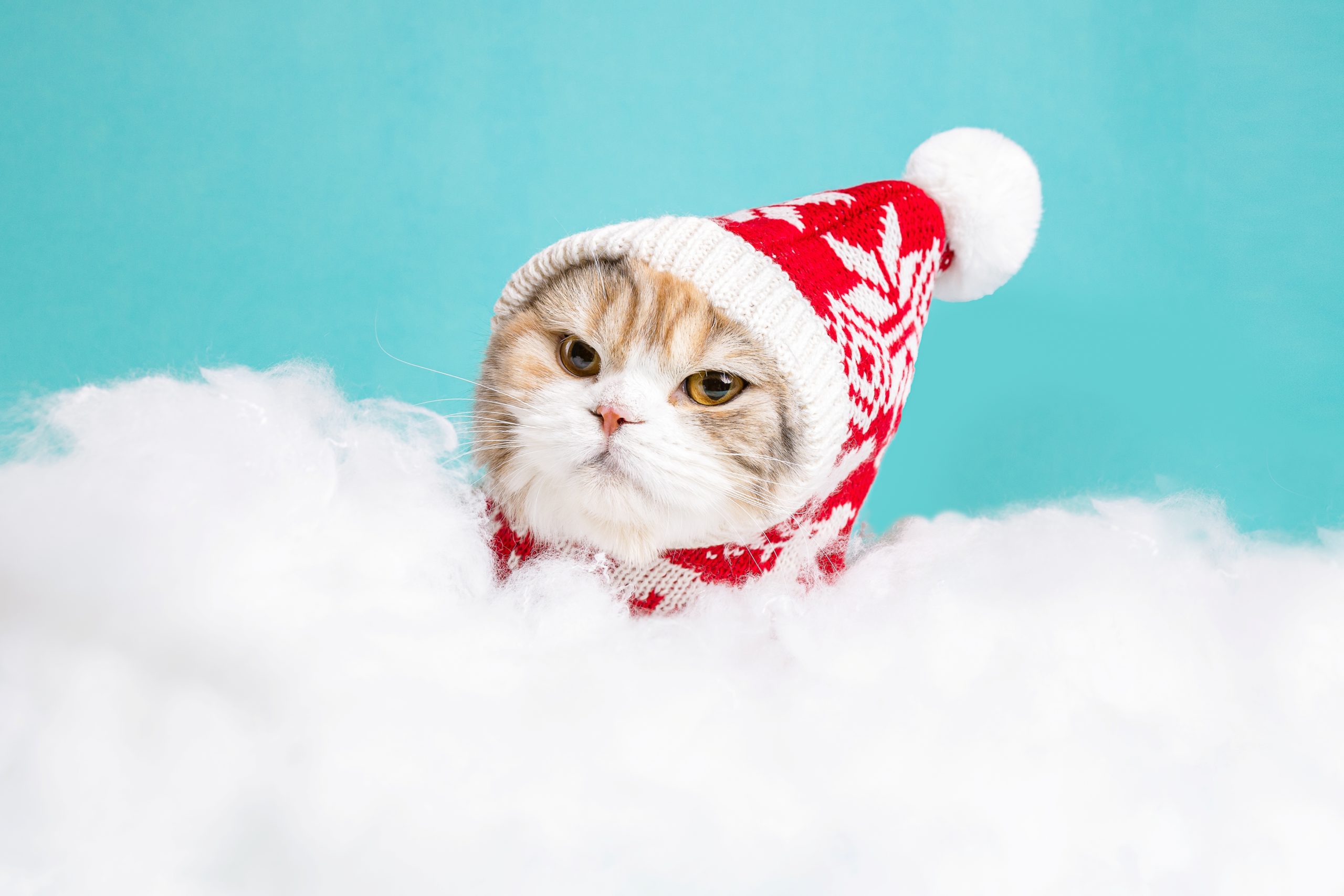 Holiday Hazards: Keeping Your Pet Safe During Decorations, Gatherings ...