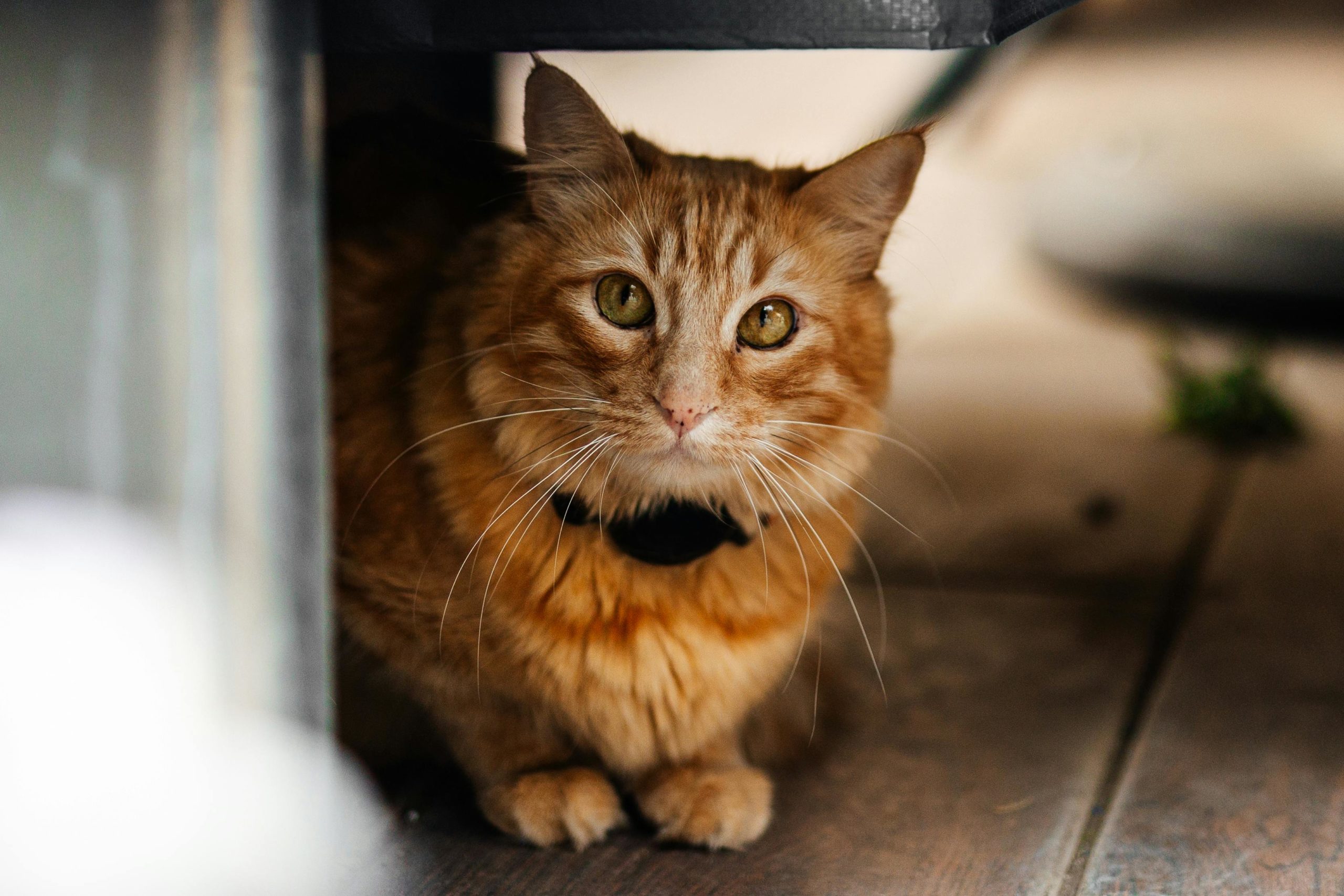 How to Tell If Your Dog or Cat Is in Pain: Signs, Symptoms, and When to ...