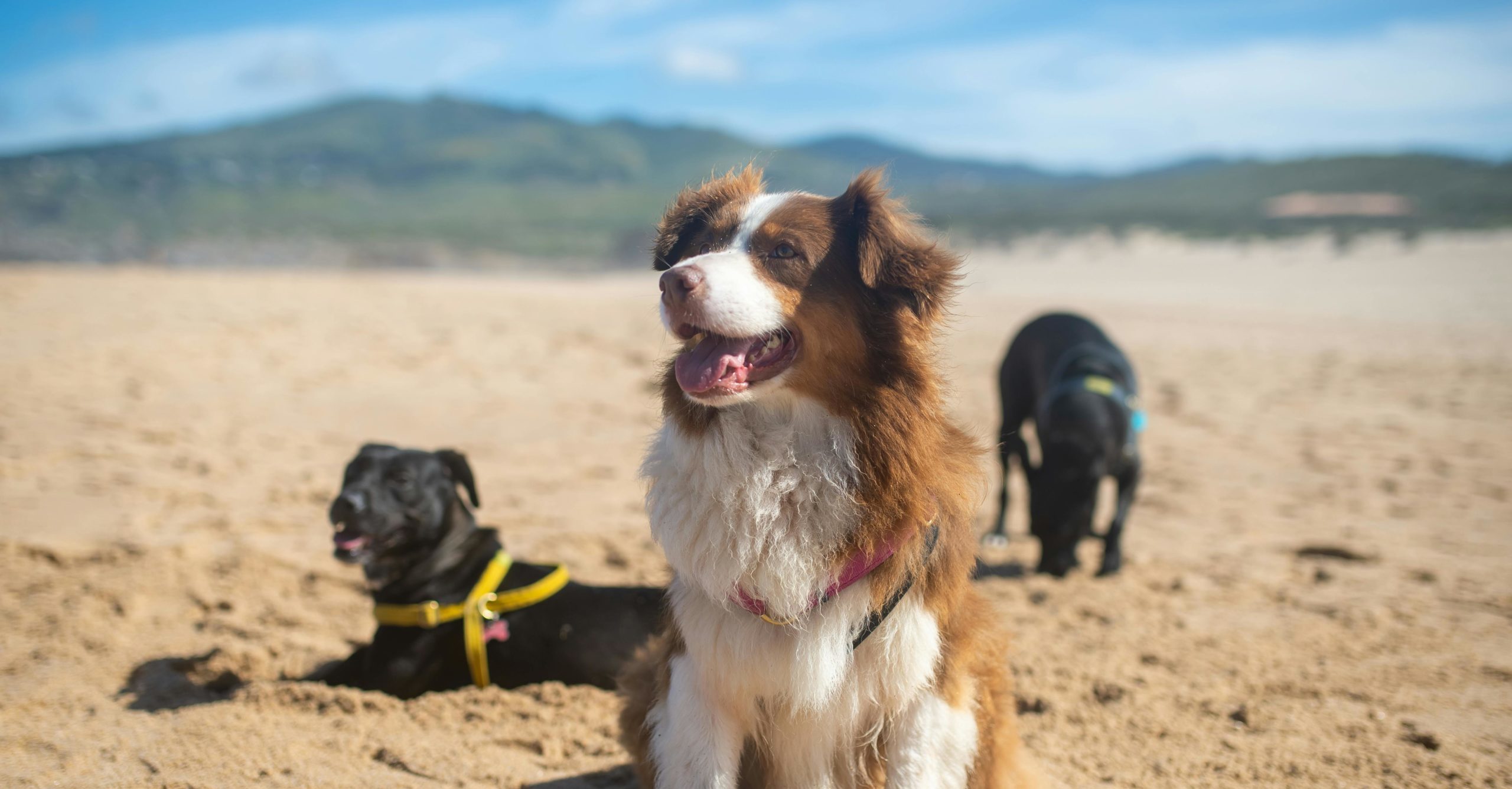 Spring Break Travel Plans: Is Your Pet Ready for Boarding? – Family ...